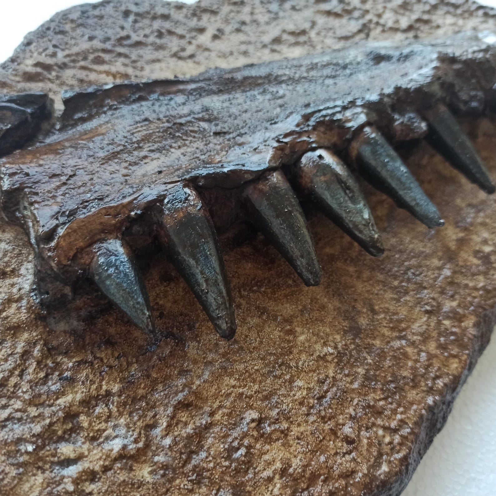 Mosasaurus Upper Jaw Fossil Replica 20x10 Inches (51x25.4 Cm): A ...