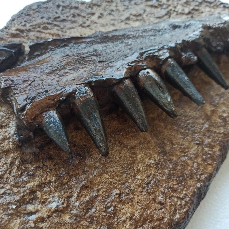 Mosasaurus Upper Jaw Fossil Replica 20x10 Inches (51x25.4 Cm): A ...