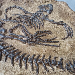 Vadasaurus Herzogi Fossil Replica: Giant Unique Piece of Prehistoric ...