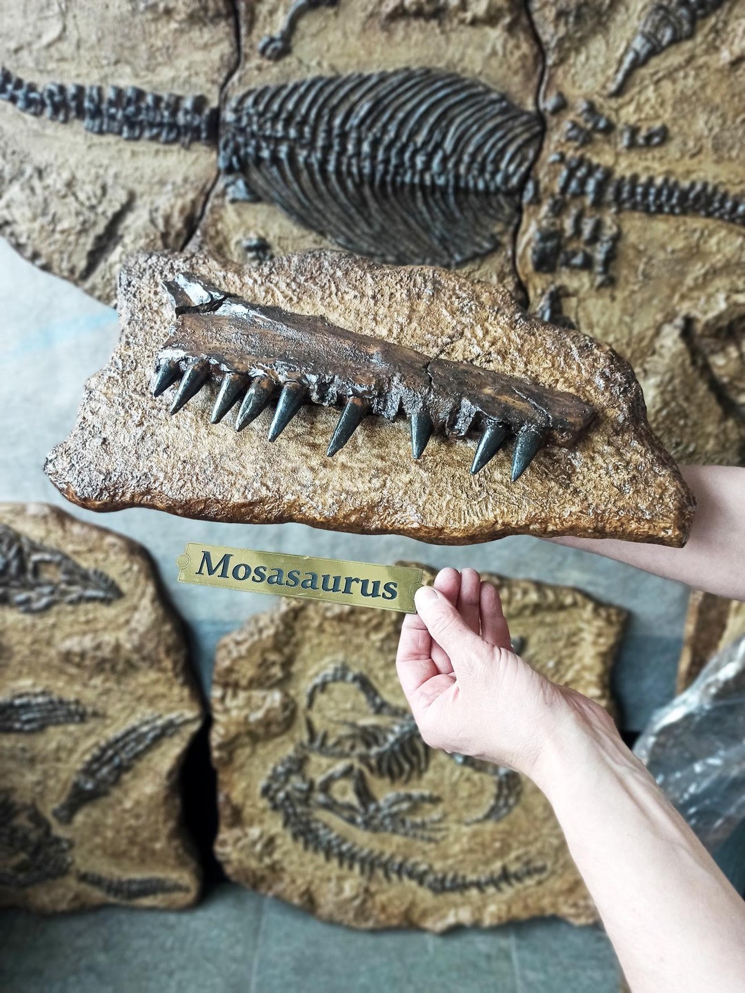 Mosasaurus Upper Jaw Fossil Replica 20x10 Inches (51x25.4 Cm): A ...