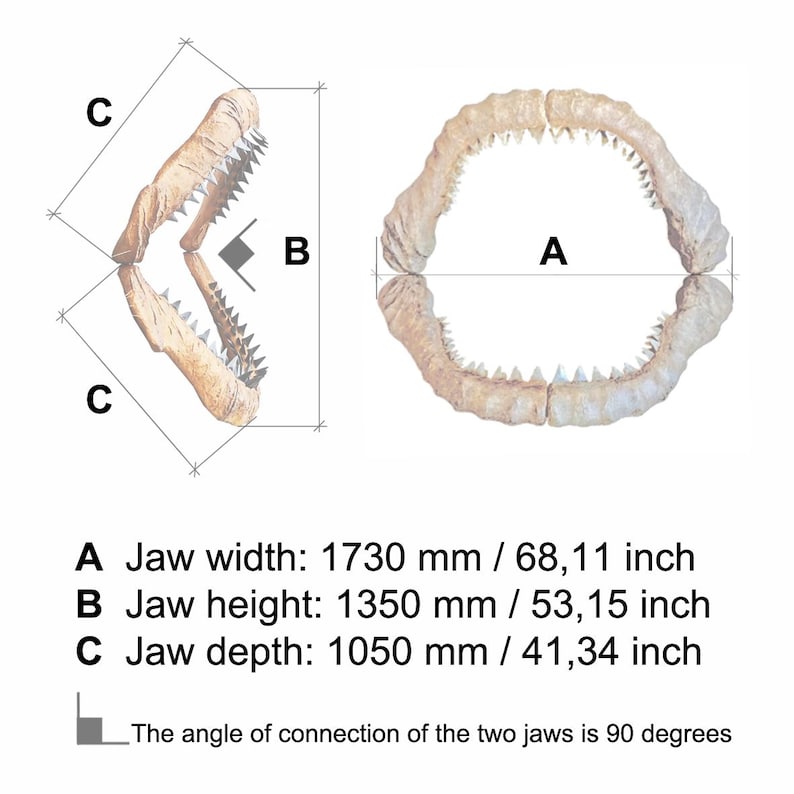 5.8 FT Life-size Megalodon Shark Jaw Replica – 3 Rows of Teeth, Museum ...