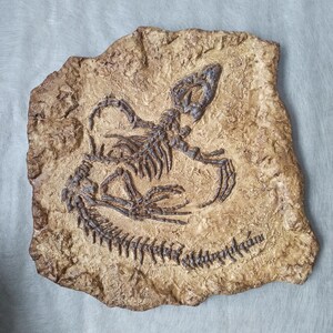 Vadasaurus Herzogi Fossil Replica: Giant Unique Piece of Prehistoric ...