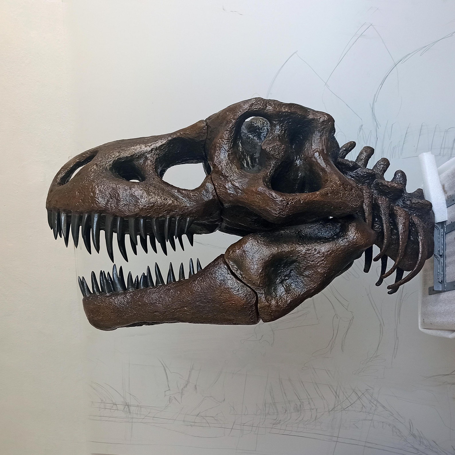 5 FT Long Tyrannosaurus Rex Skull Fossil Replica • Large Wall-mounted T ...