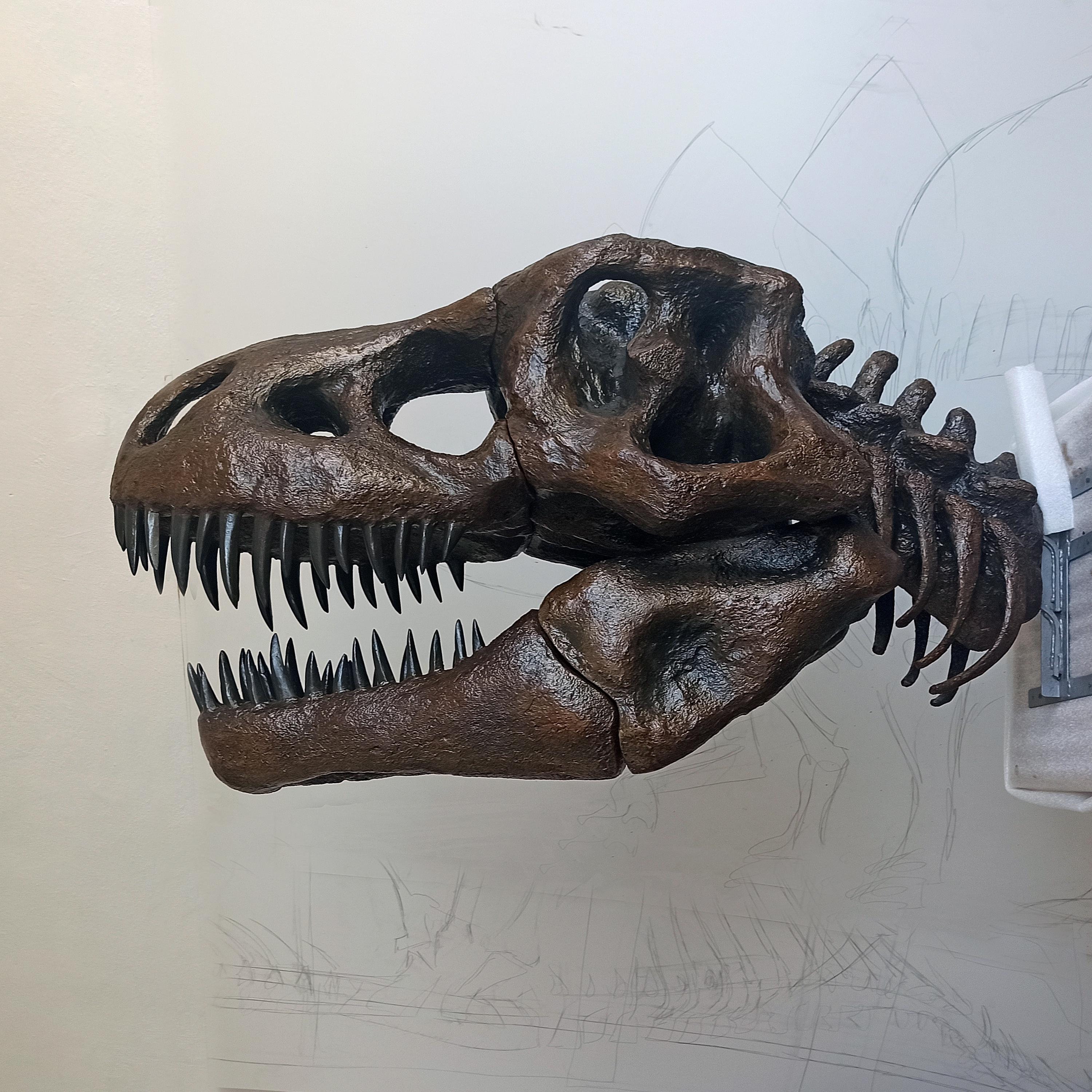 5 FT Long Tyrannosaurus Rex Skull Fossil Replica • Large Wall-mounted T ...