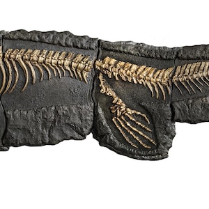 15 FT Long Mosasaurus Full Skeleton Fossil - Lifesize Mosasaur Replica ...