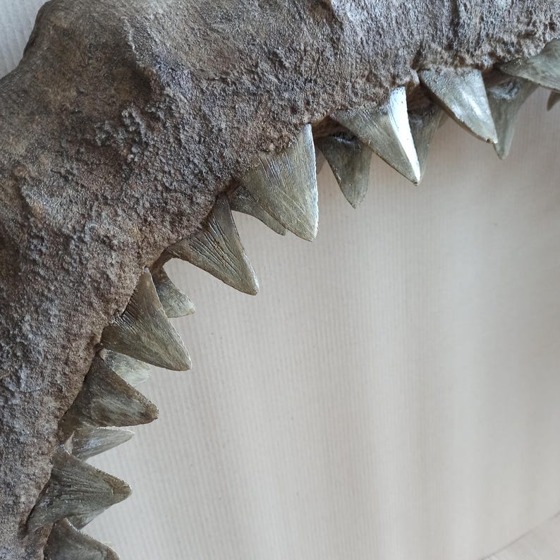 5.8 FT Life-size Megalodon Shark Jaw Replica – 3 Rows of Teeth, Museum ...