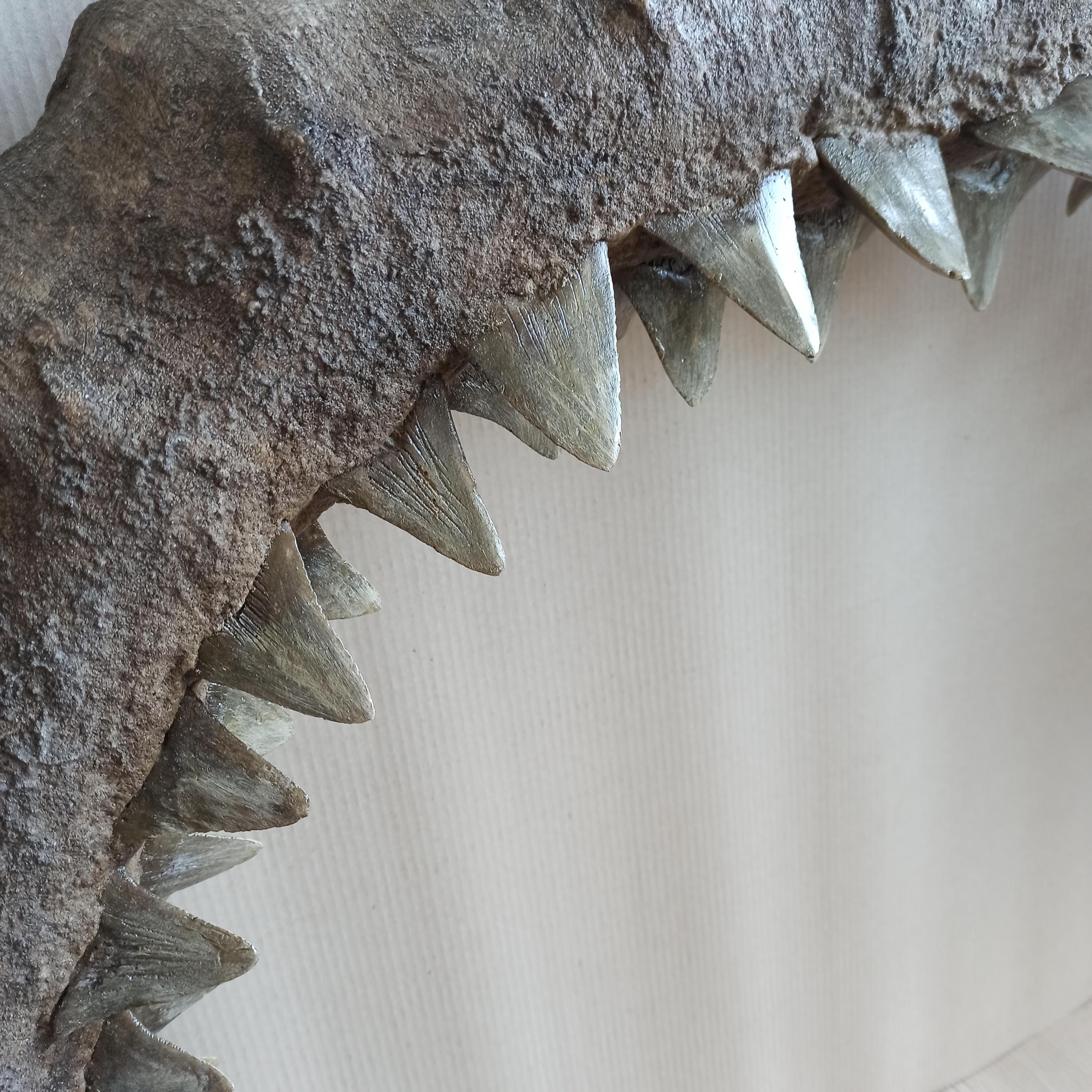 5.8 FT Life-size Megalodon Shark Jaw Replica – 3 Rows of Teeth, Museum ...