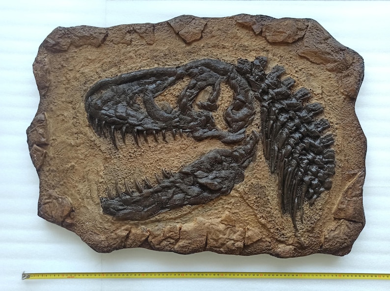 Life-size Tyrannosaurus Rex Skull Fossil Replica • Large Wall-mounted T ...