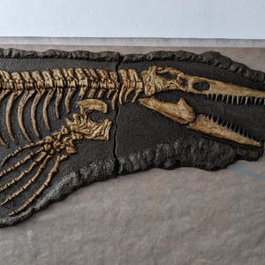 15 FT Long Mosasaurus Full Skeleton Fossil - Lifesize Mosasaur Replica ...