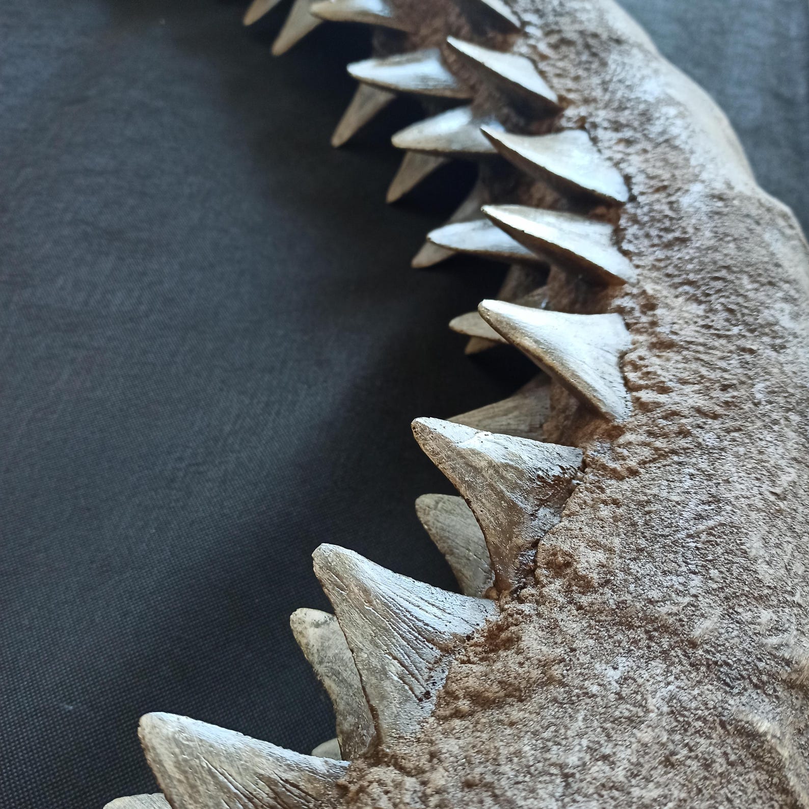 5.8 FT Life-size Megalodon Shark Jaw Replica – 3 Rows of Teeth, Museum ...