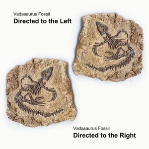 Vadasaurus Herzogi Fossil Replica: Giant Unique Piece of Prehistoric ...