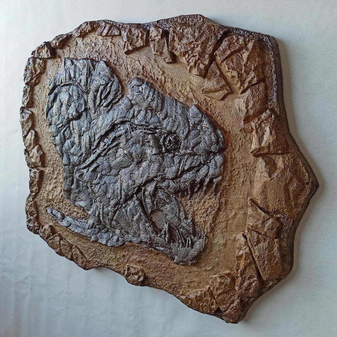 Dunkleosteus Fossil Display 85x60 Cm (33.5x23.6 Inches) - Prehistoric ...
