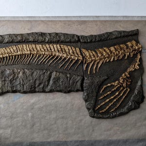 15 FT Long Mosasaurus Full Skeleton Fossil - Lifesize Mosasaur Replica ...