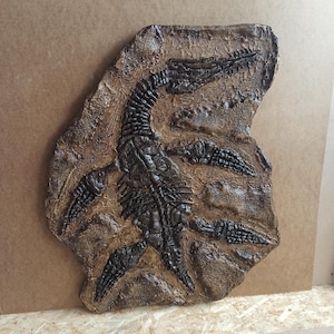 Mauriciosaurus Fossil Skeleton Replica: Giant Plesiosaur 90x80 Cm ...