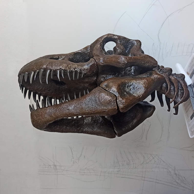 5 FT Long Tyrannosaurus Rex Skull Fossil Replica • Large Wall-mounted T ...