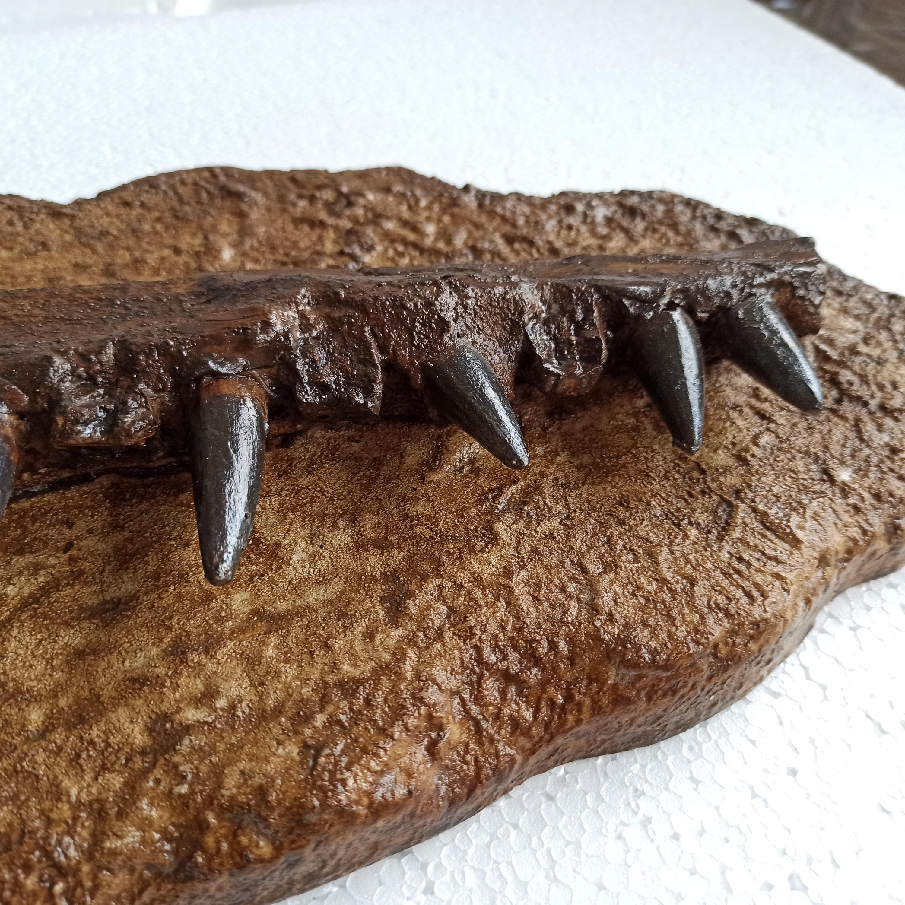 Mosasaurus Upper Jaw Fossil Replica 20x10 Inches (51x25.4 Cm): A ...