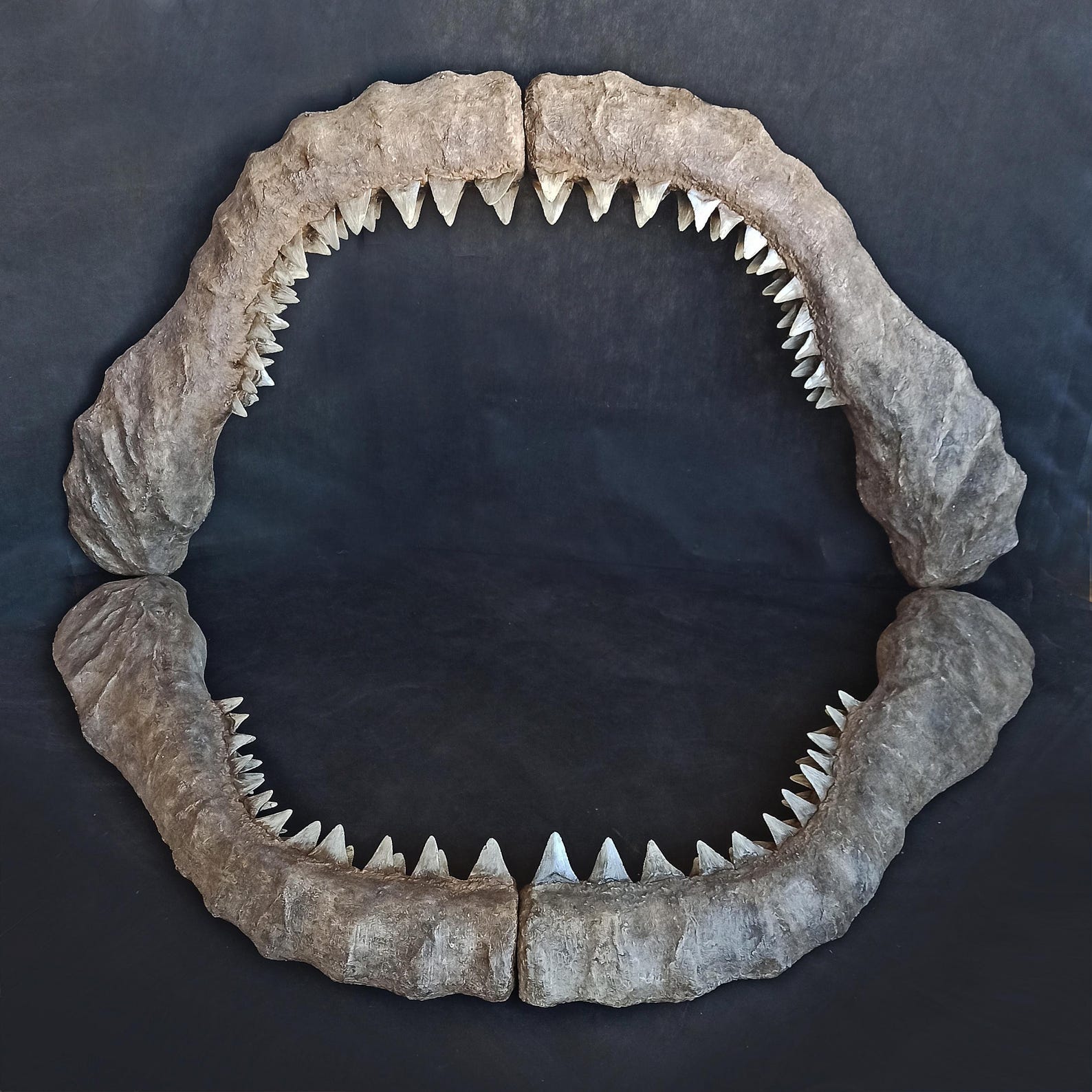 5.8 FT Life-size Megalodon Shark Jaw Replica – 3 Rows of Teeth, Museum ...