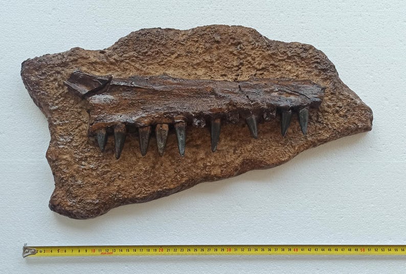 Mosasaurus Upper Jaw Fossil Replica 20x10 Inches (51x25.4 Cm): A ...