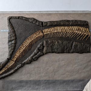 15 FT Long Mosasaurus Full Skeleton Fossil - Lifesize Mosasaur Replica ...