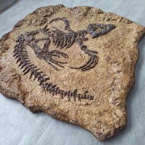 Vadasaurus Herzogi Fossil Replica: Giant Unique Piece of Prehistoric ...
