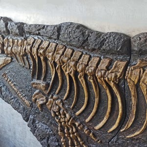 15 FT Long Mosasaurus Full Skeleton Fossil - Lifesize Mosasaur Replica ...