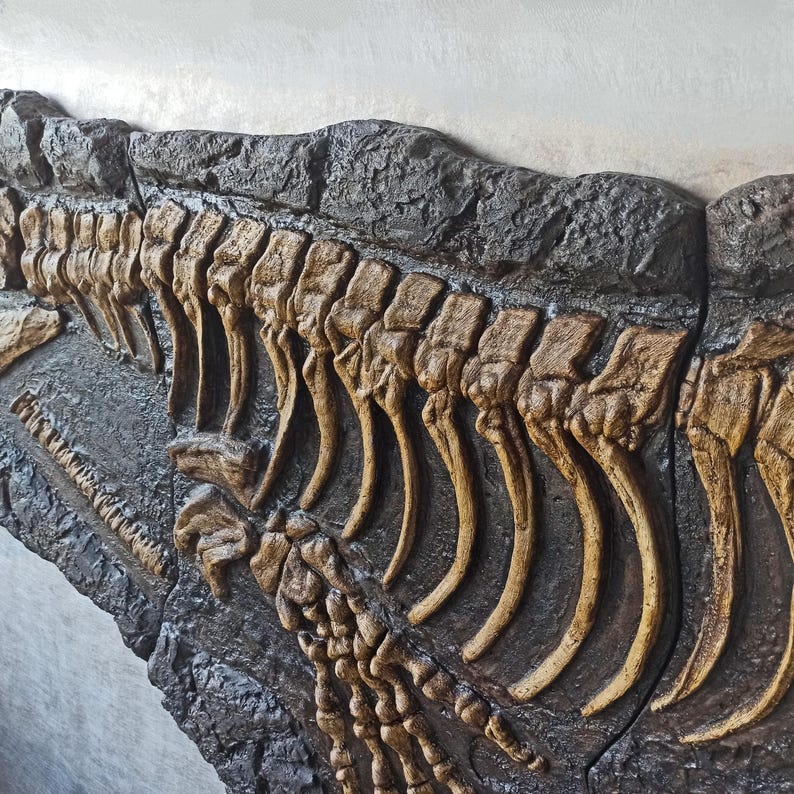 15 FT Long Mosasaurus Full Skeleton Fossil - Lifesize Mosasaur Replica ...