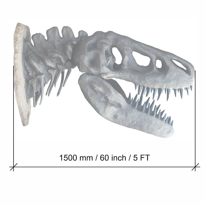 5 FT Long Tyrannosaurus Rex Skull Fossil Replica • Large Wall-mounted T ...