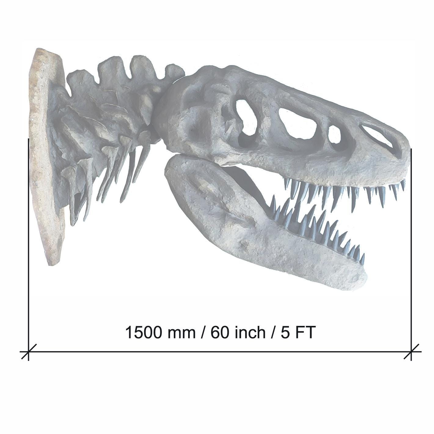 5 FT Long Tyrannosaurus Rex Skull Fossil Replica • Large Wall-mounted T ...