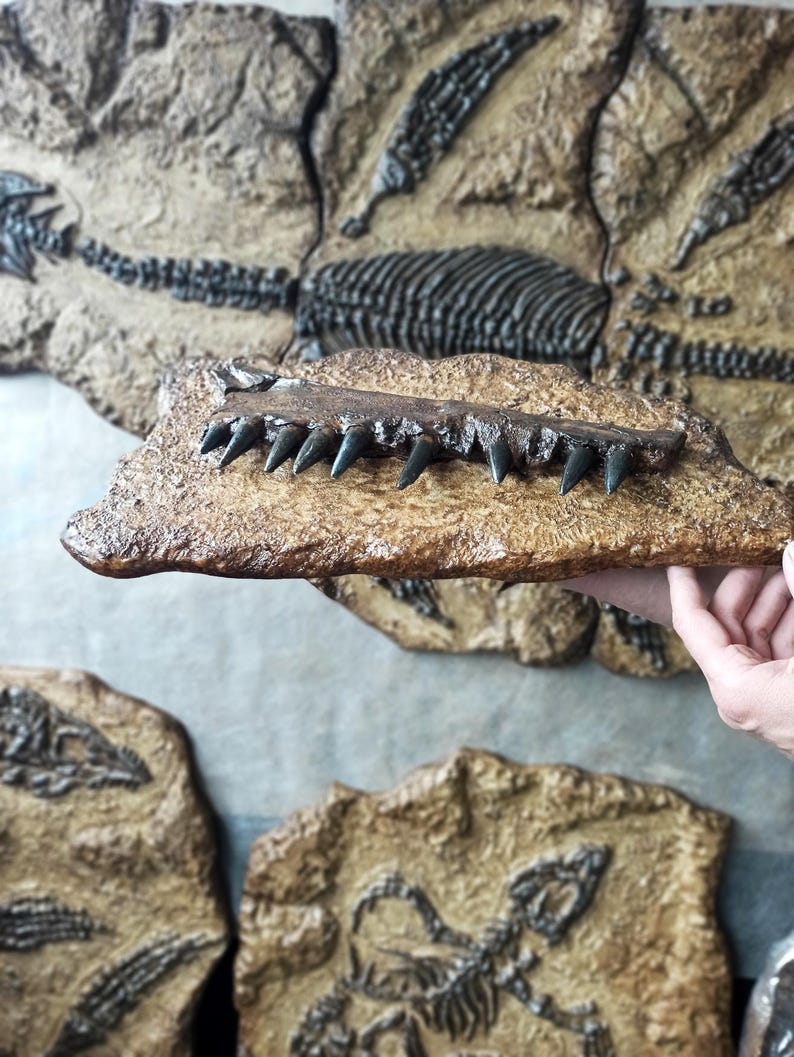 Mosasaurus Upper Jaw Fossil Replica 20x10 Inches (51x25.4 Cm): A ...
