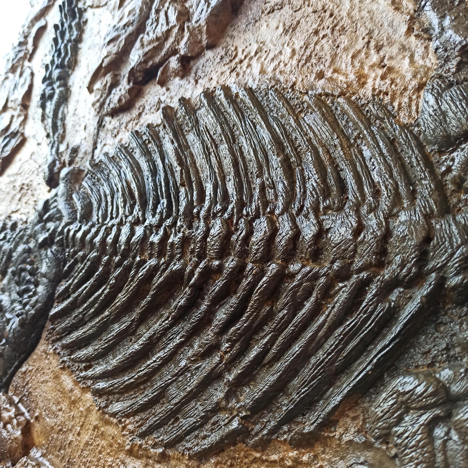 Giant Plesiosaur Fossil Replica • Life-size Prehistoric Marine Reptile ...