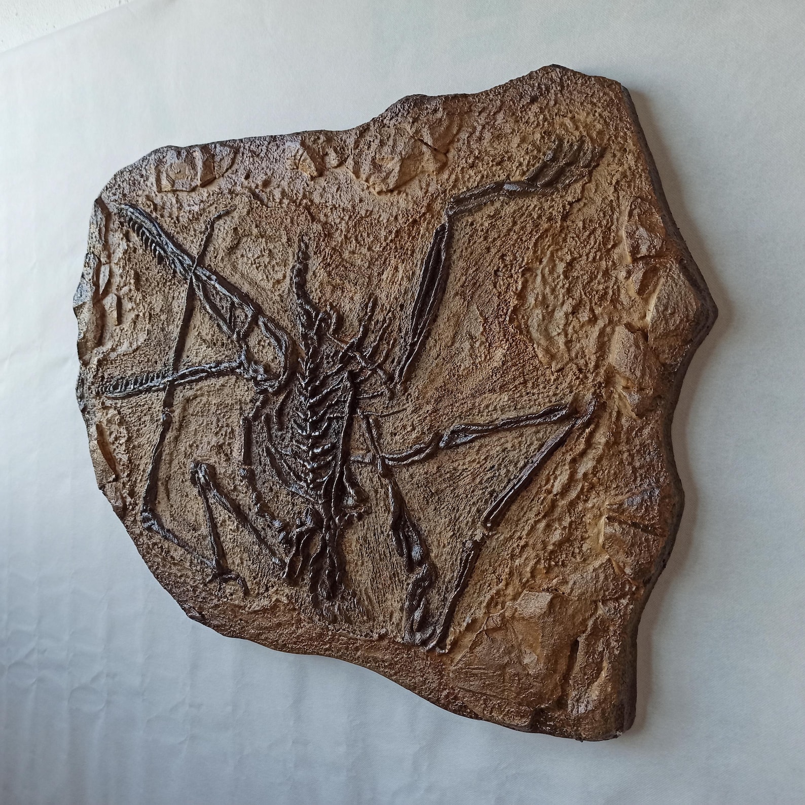 Giant Pterodactylus Fossil Replica 60x80 Cm (24x32 Inches ...