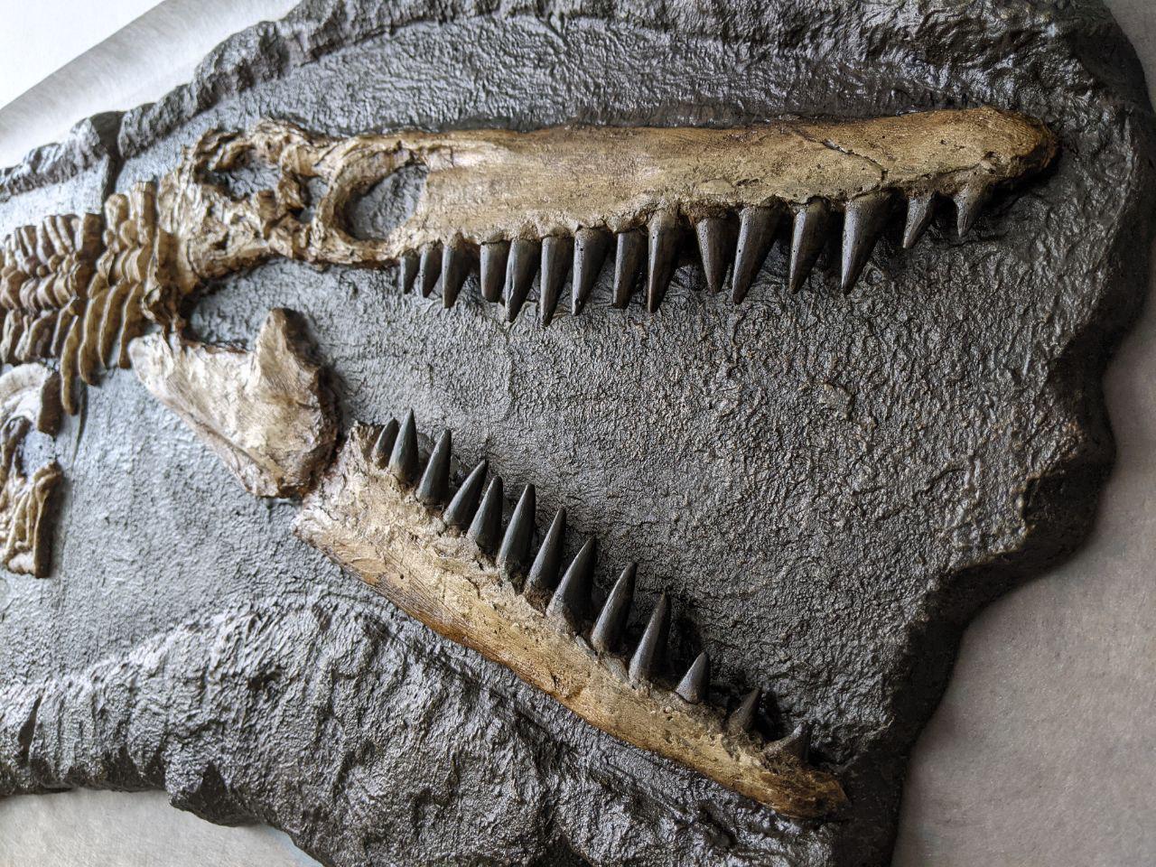 15 FT Long Mosasaurus Full Skeleton Fossil - Lifesize Mosasaur Replica ...