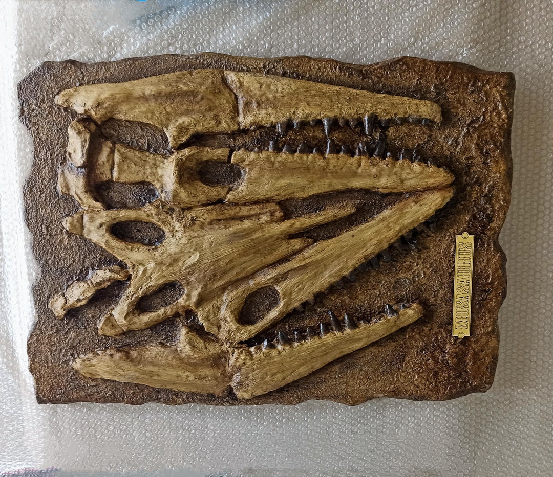 Halisaurus Mosasaur Skull Fossil Replica: Museum-quality Wall Decor for ...