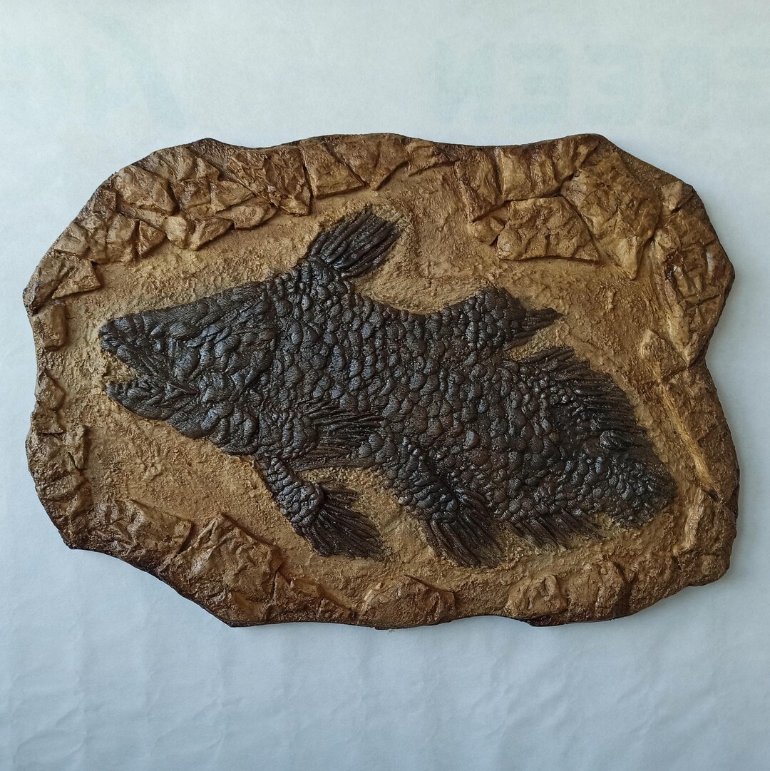 Coelacanth Fossil Skeleton Replica — Prehistoric Giant Fish Display ...
