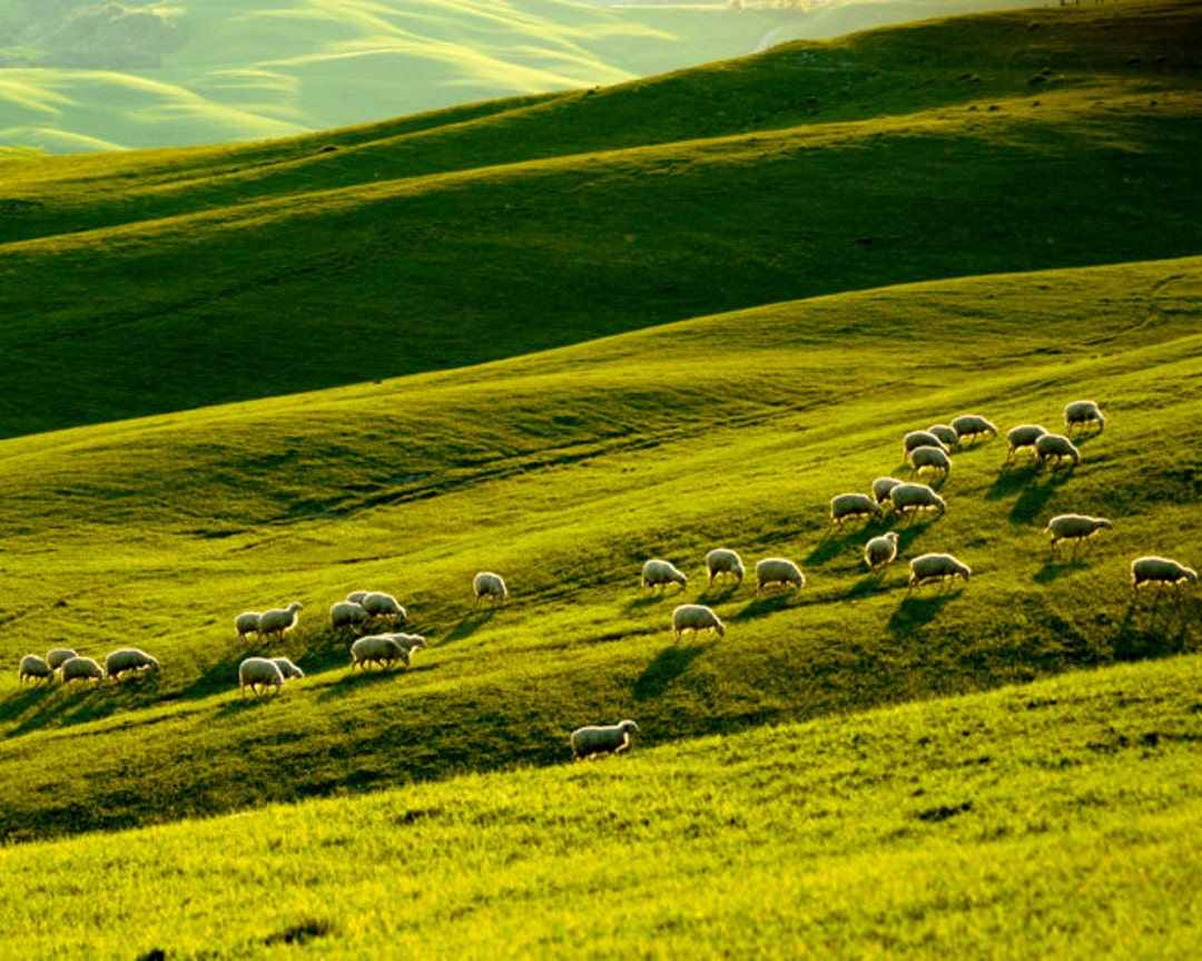Sheep Photograph Tuscany Photography Italy Photo Landscape Italian ...
