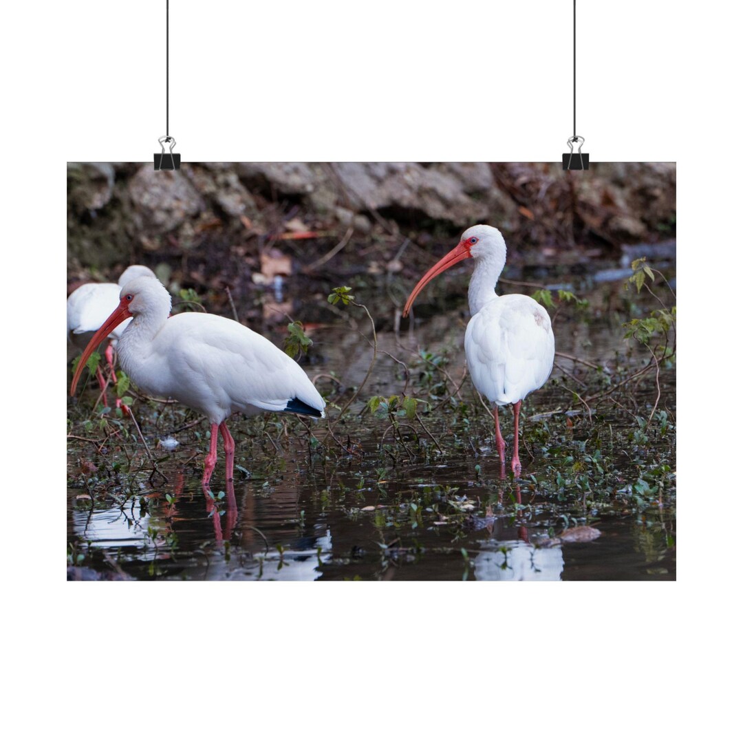 Elegant White Ibis Matte Poster, Bird Lover Gift, Home Decor, Wildlife ...