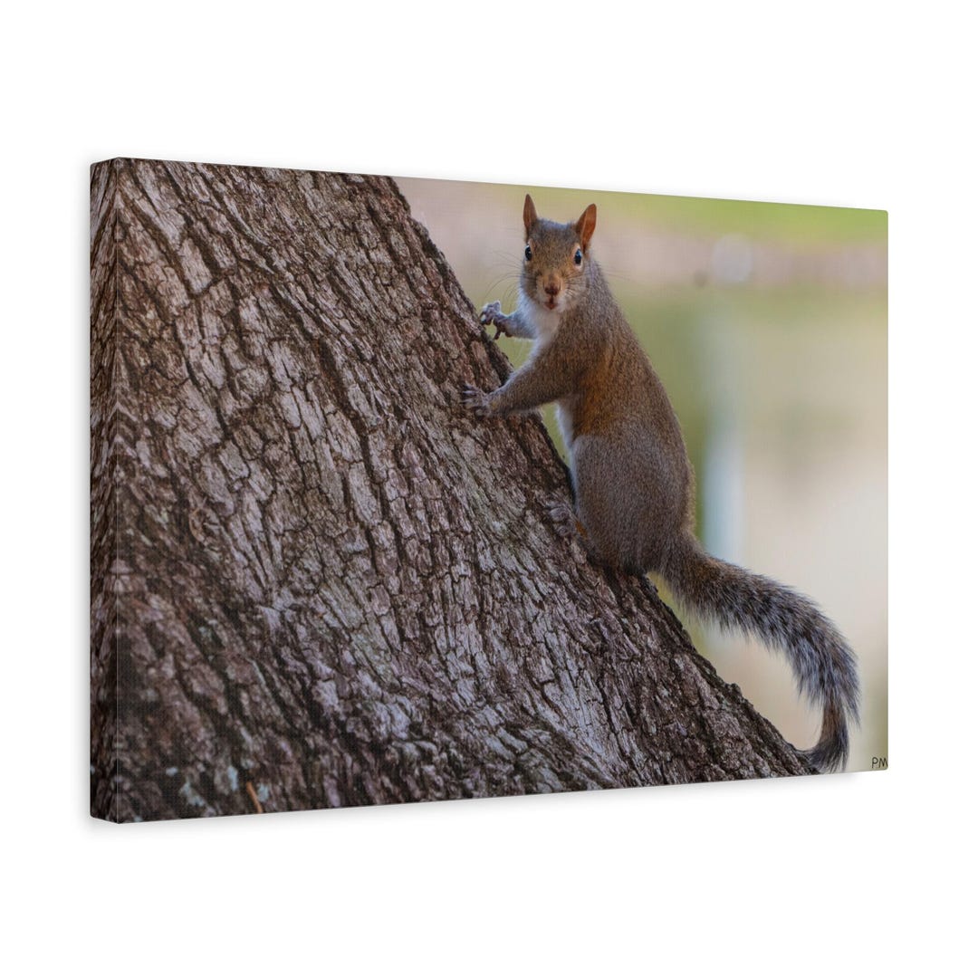 Squirrel Nature Photo Wall Art - Etsy