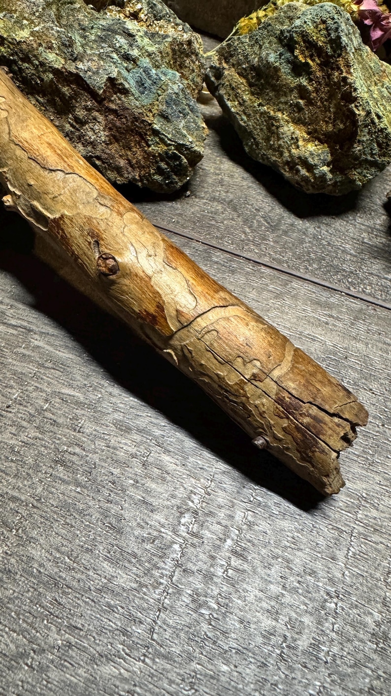 Bark Beetle Art - Tracks and Patterns Inscribed on Wood by Insects - Etsy