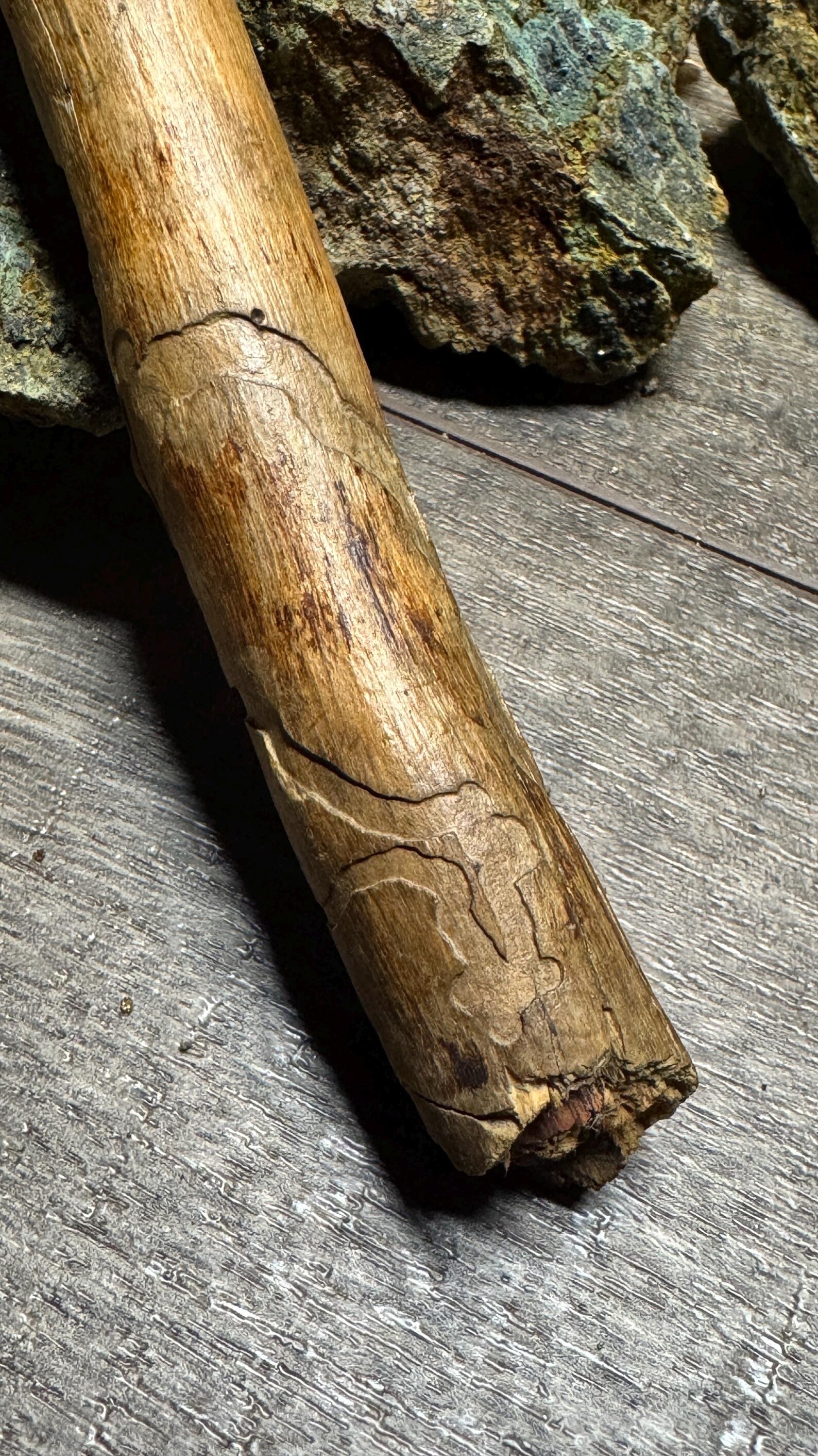 Bark Beetle Art - Tracks and Patterns Inscribed on Wood by Insects - Etsy