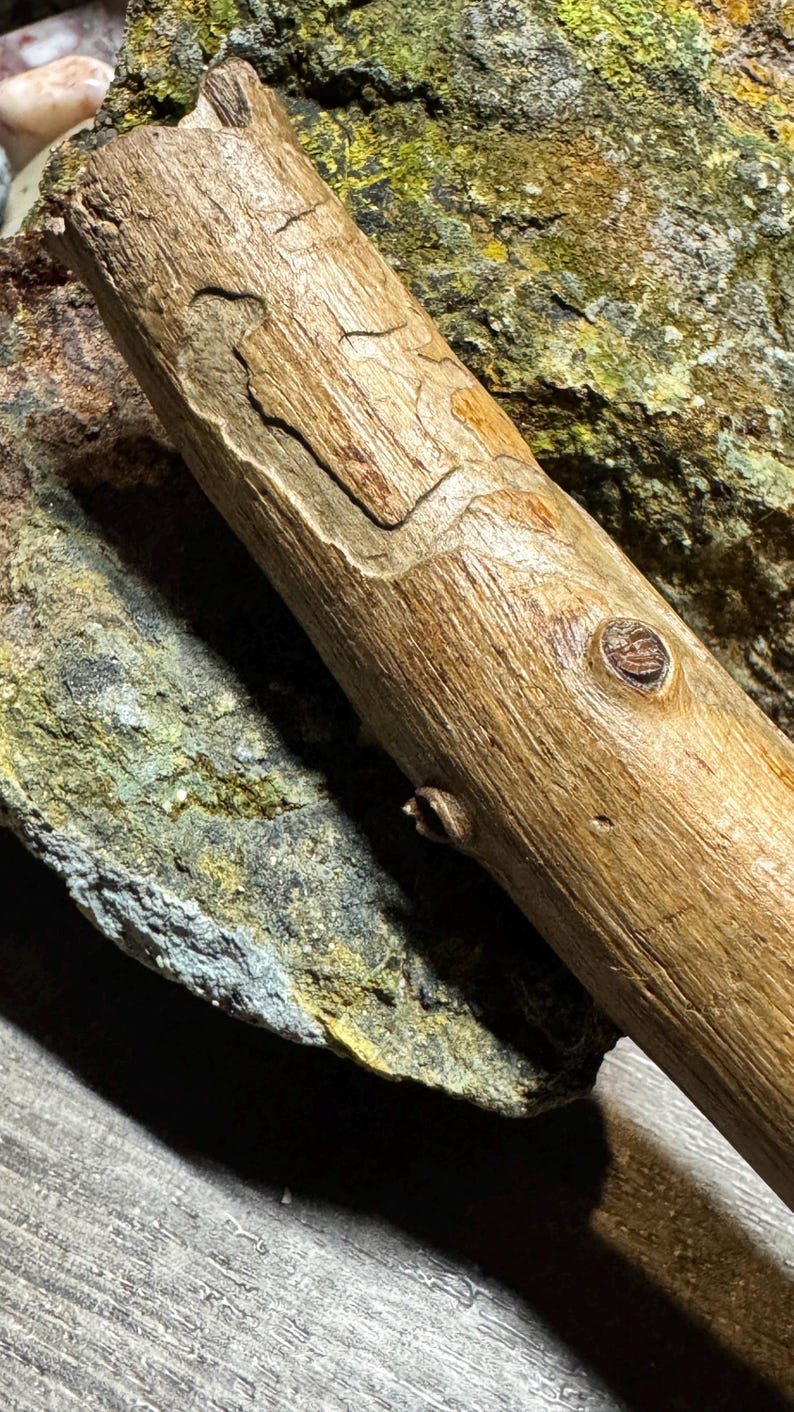 Bark Beetle Art - Tracks and Patterns Inscribed on Wood by Insects - Etsy