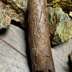Bark Beetle Art - Tracks and Patterns Inscribed on Wood by Insects - Etsy