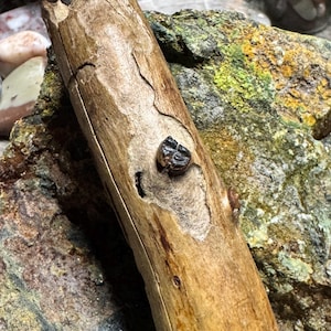 Bark Beetle Art Tracks and Patterns Inscribed on Wood by Insects - Etsy