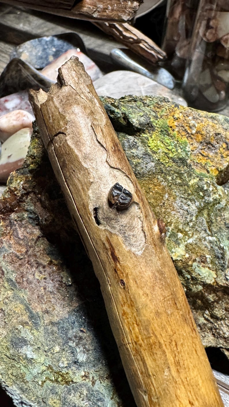Bark Beetle Art Tracks and Patterns Inscribed on Wood by Insects - Etsy