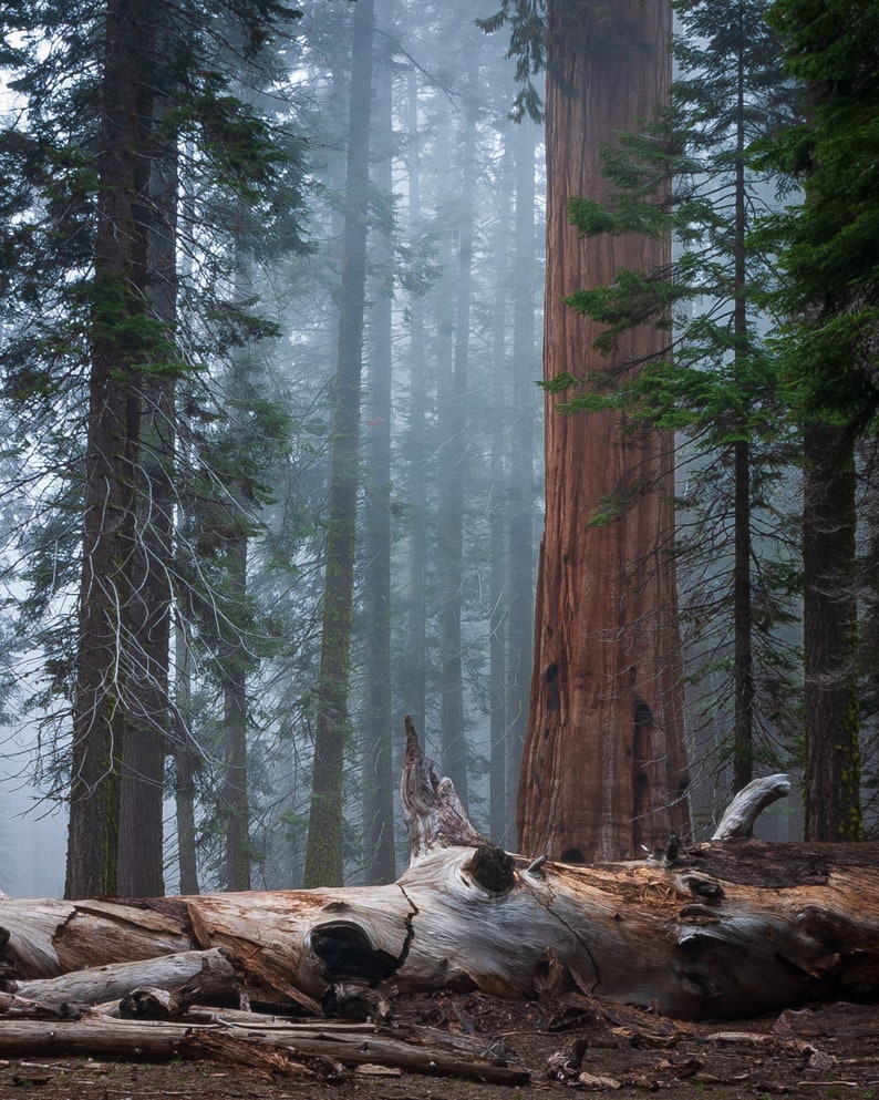 Morning Mist, Sequoia National Park, Fine Art Print - Etsy