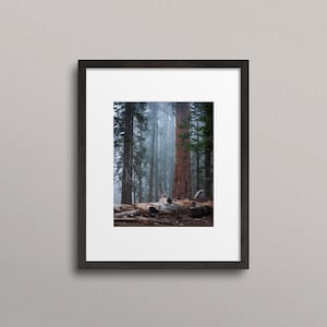 Morning Mist, Sequoia National Park, Fine Art Print - Etsy