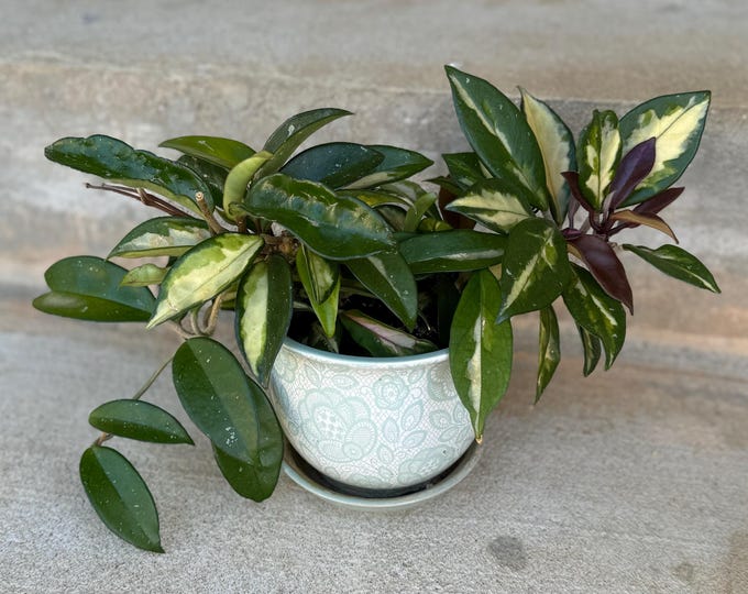 Hoya Carnosa - Tri Color Hoya - STARTER PLANT - Etsy