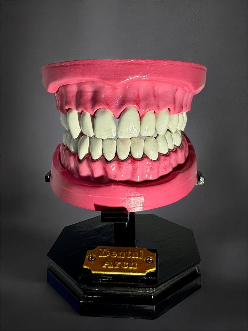 Realistic Upper and Lower Dental Arch - Mouth Replica - Etsy