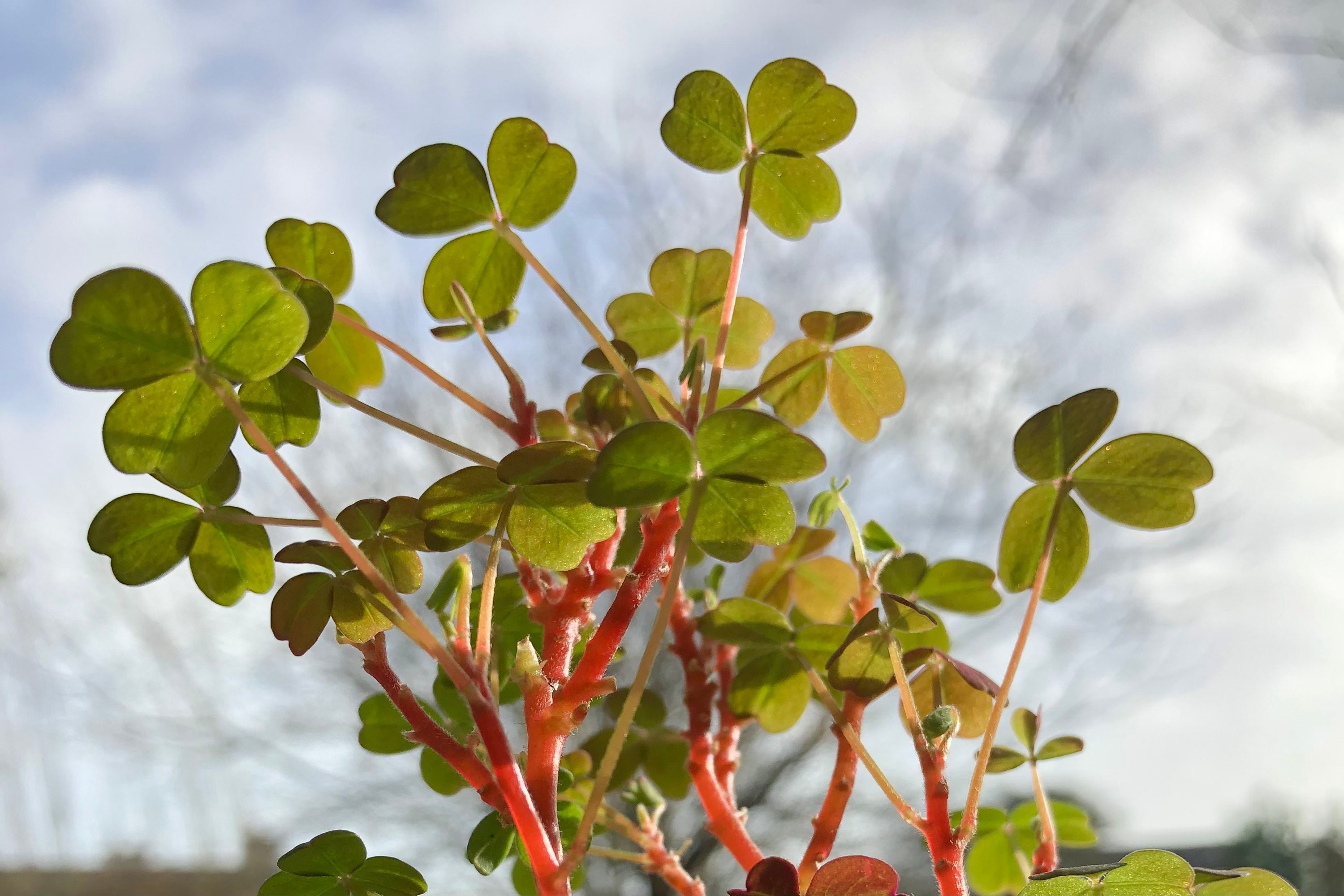 Silver Shamrock Necklace, Shamrock Charm, Good Luck Charm, Celtic ...