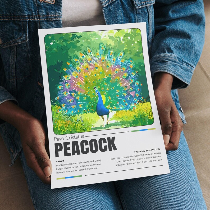 Vintage Peacock Poster: Natural History Bird Illustration - Etsy