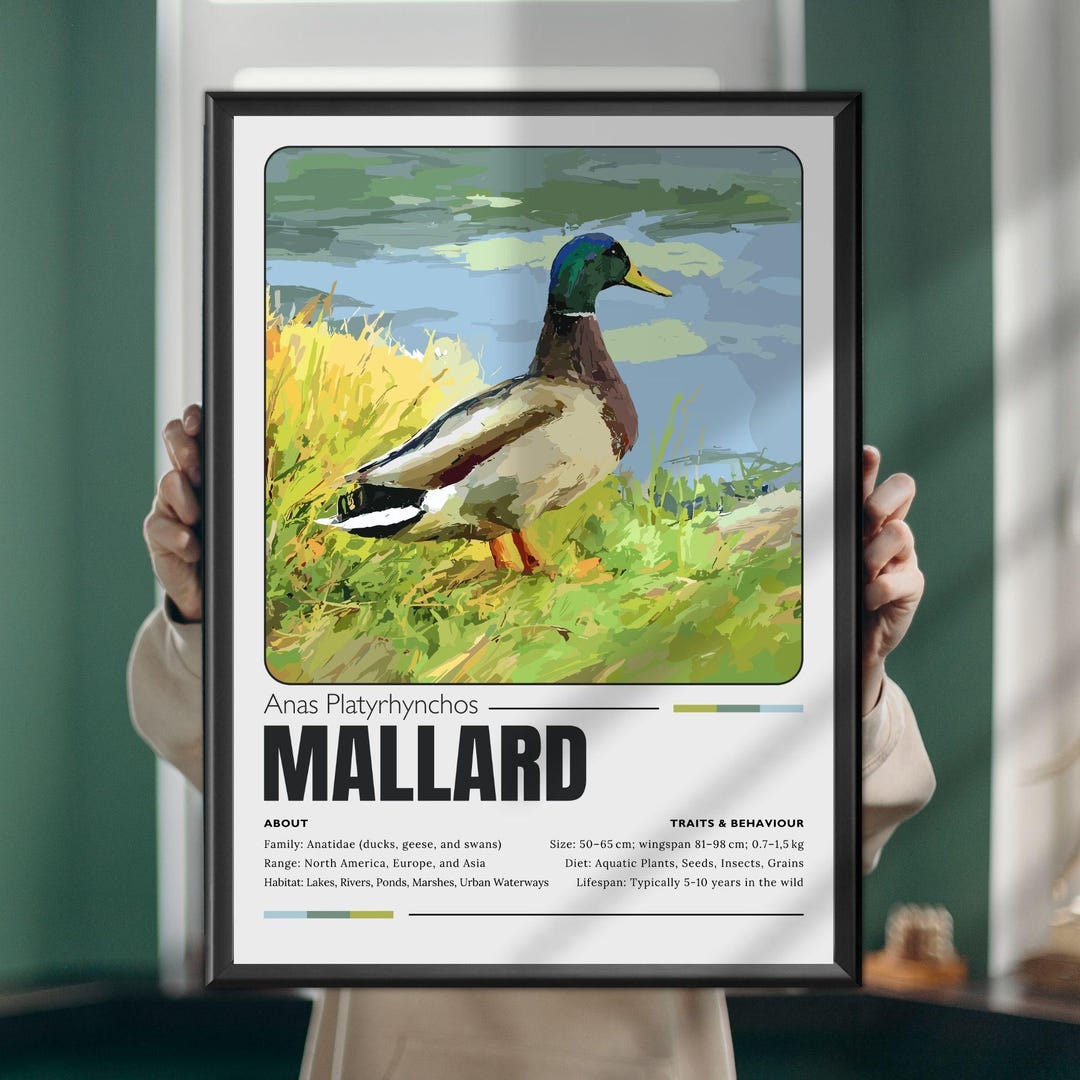 Mallard Duck Art Print: Elegant Wildfowl Illustration, Nature Home ...